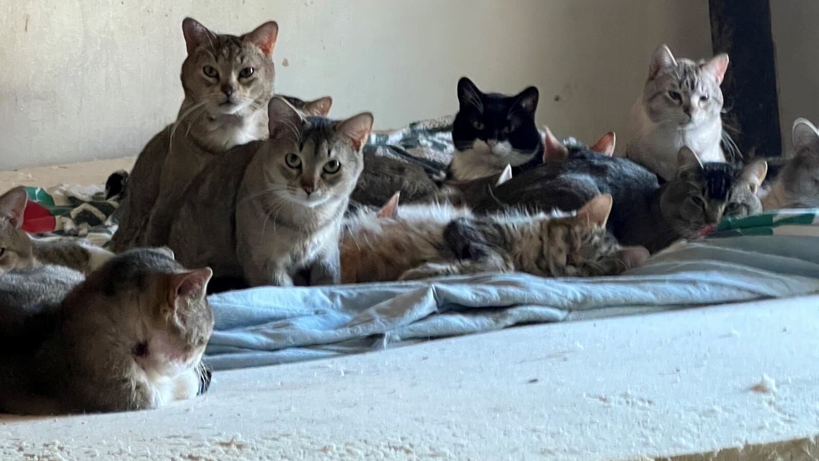 Minnesota handyman discovers dozens of cats living inside foreclosed home Minnesota handyman discovers dozens of cats living inside foreclosed home